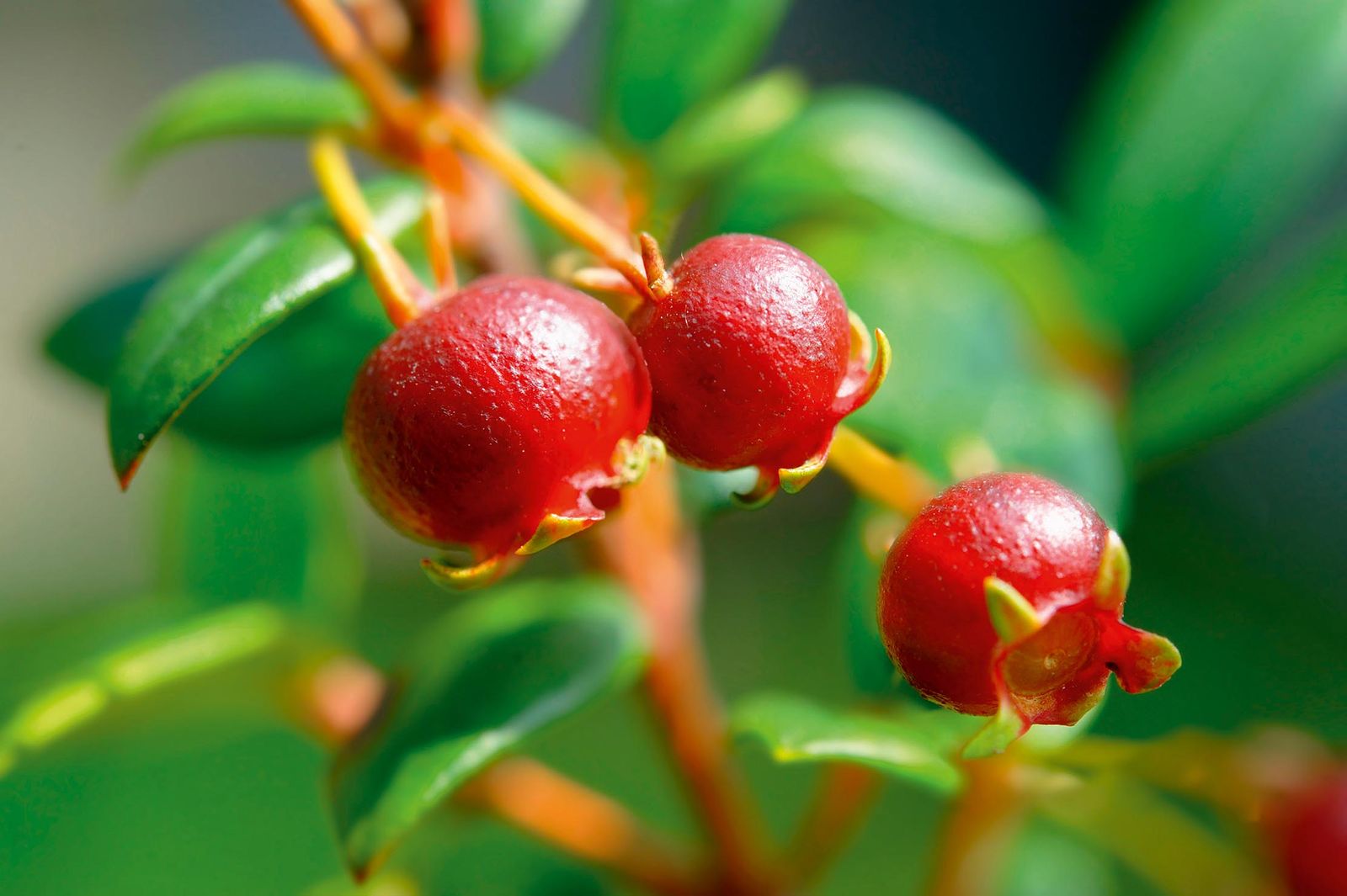 Nine unusual berries that you should be growing in your garden, from ...