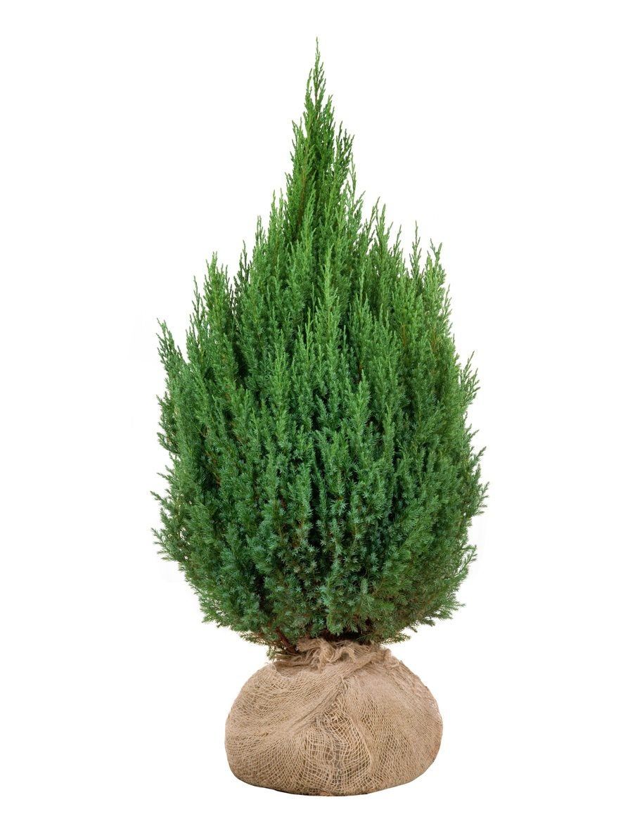 Pruning A Juniper Bush - Pruning And Training An Upright Juniper ...