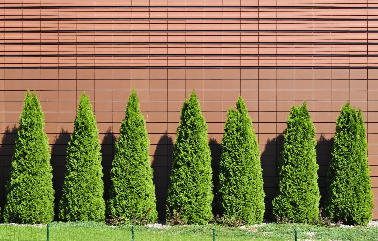 Best Trees for Privacy — 13 Varieties to Help Screen a Yard | Livingetc