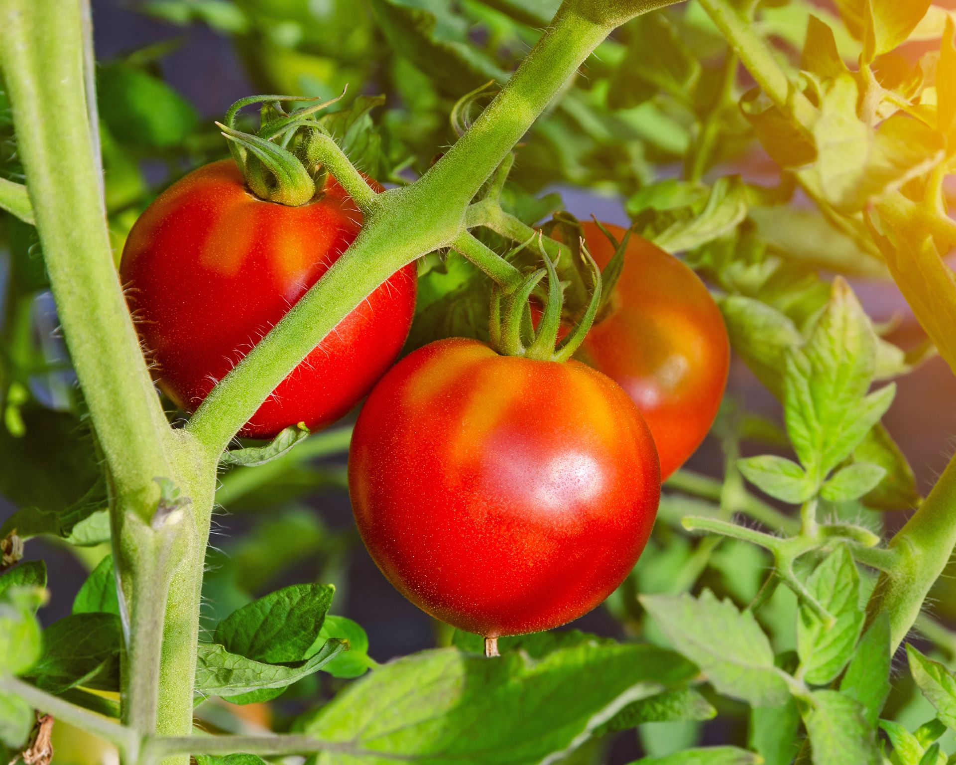 How To Increase Tomato Yields: 7 Tips For A Bumper Harvest | Gardening ...