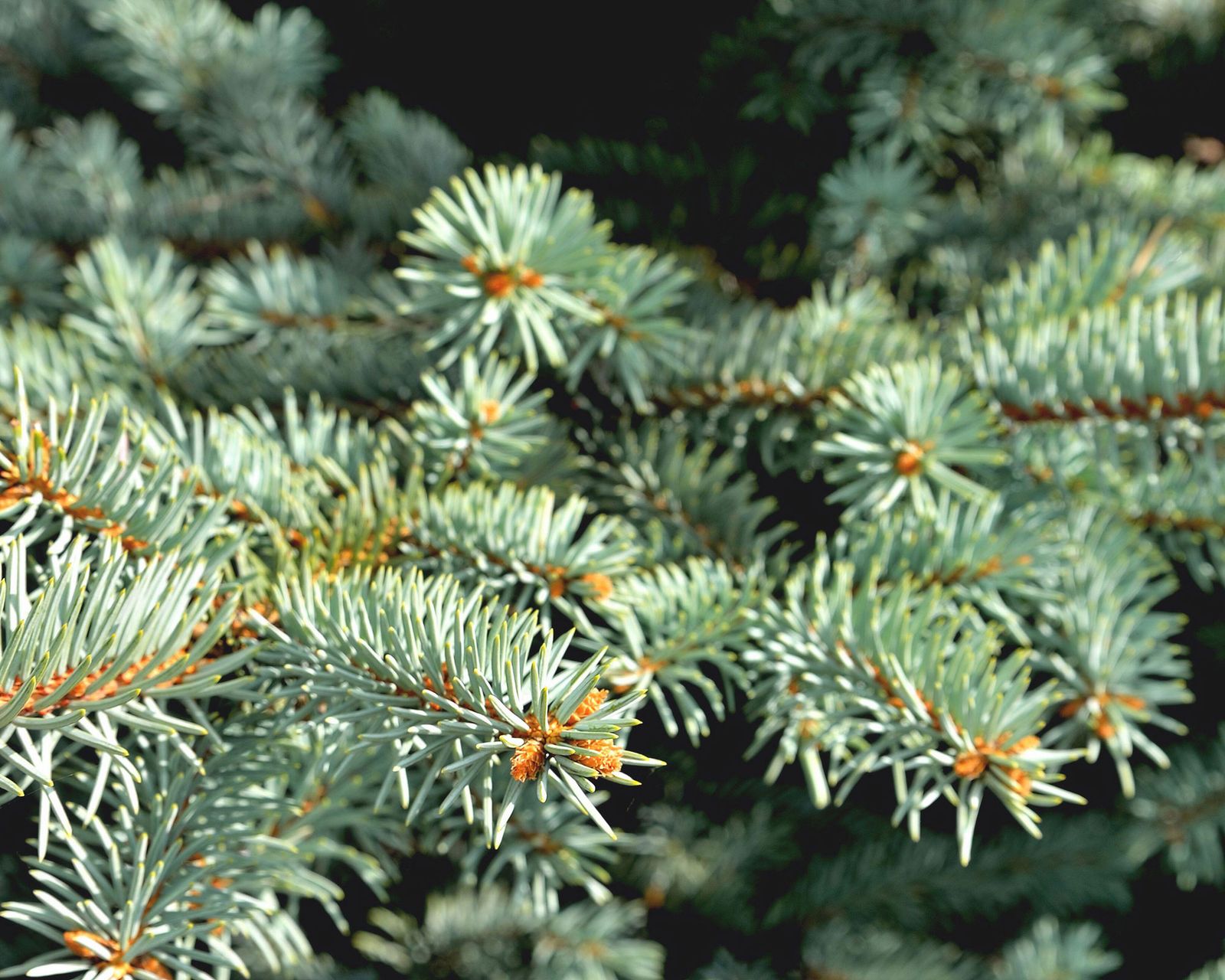 Best evergreen trees: 17 ways to add color and structure | Gardeningetc