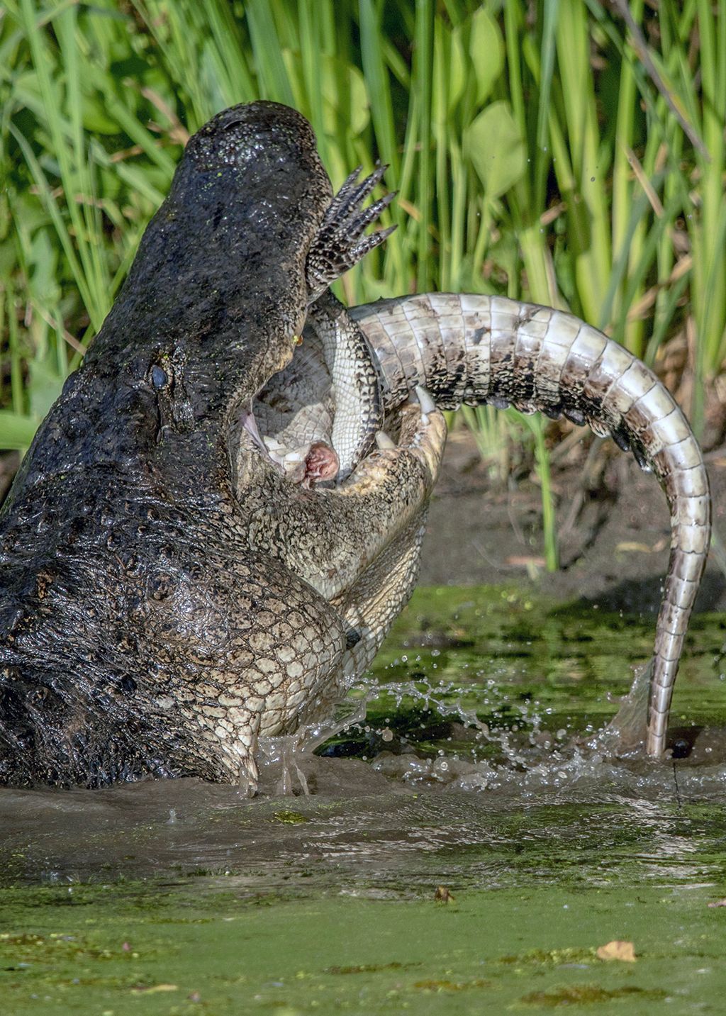 See an Alligator Devour Another Alligator in These Gruesome Photos ...