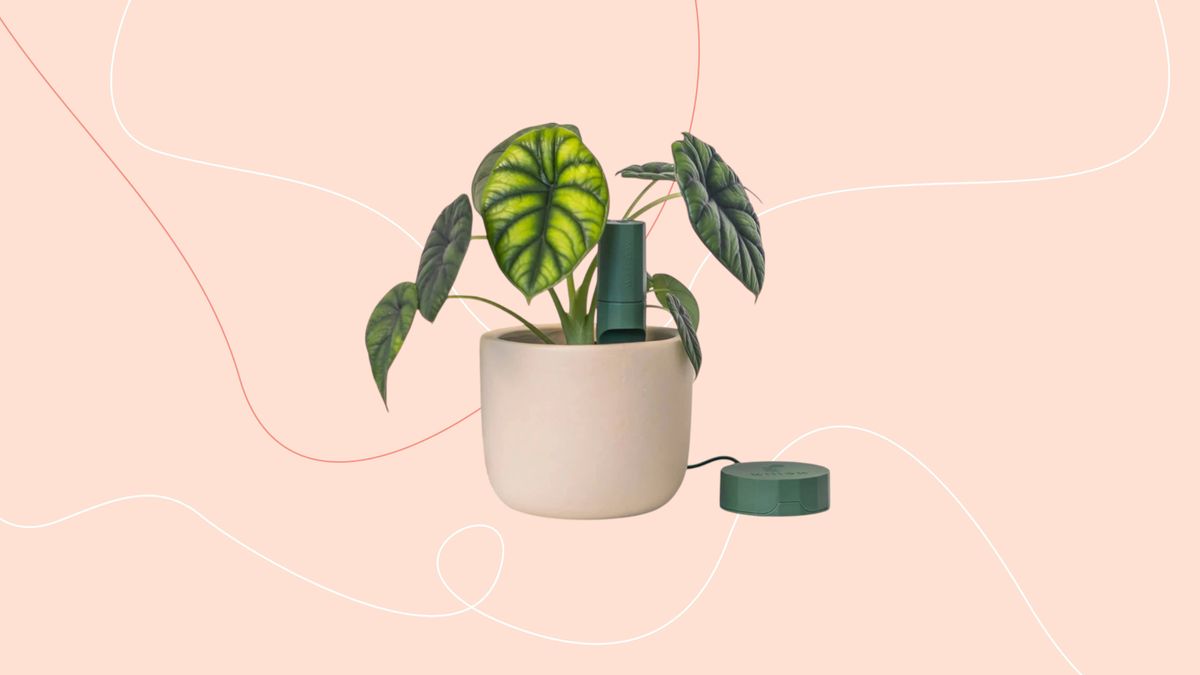 Willow is the smart plant care gadget perfect for gifting | Ideal Home