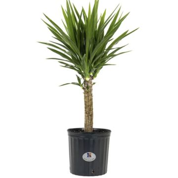 Yucca plant care according to an indoor plant expert | Homes and Gardens