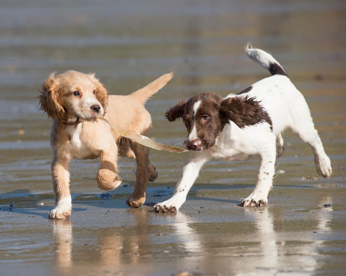 Cocker spaniel vs springer spaniel: What owners need to know | Country Life