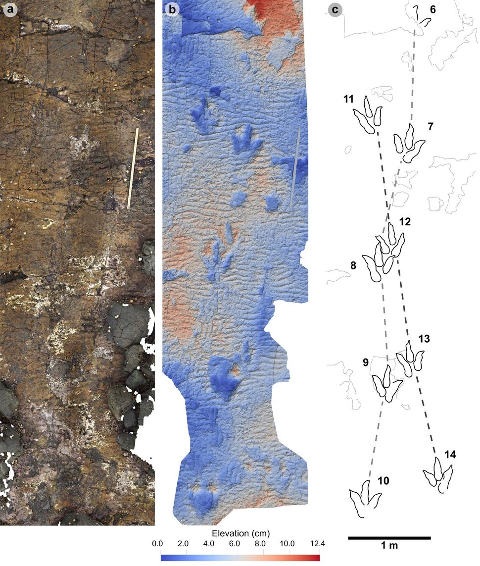 Trove of dinosaur footprints reveal Jurassic secrets on Isle of Skye ...