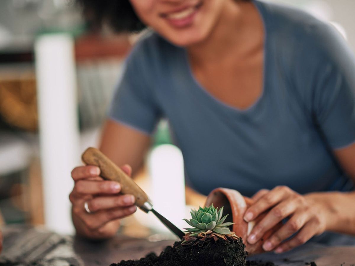 Why Grow Succulents: What Are Some Succulent Benefits | Gardening Know How