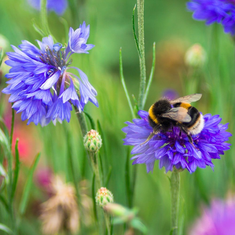 Bee garden ideas – 8 expert tips to create a bee sanctuary in your ...