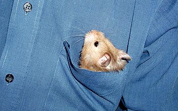 The Cost of Owning 5 Popular Small Household Pets | Kiplinger