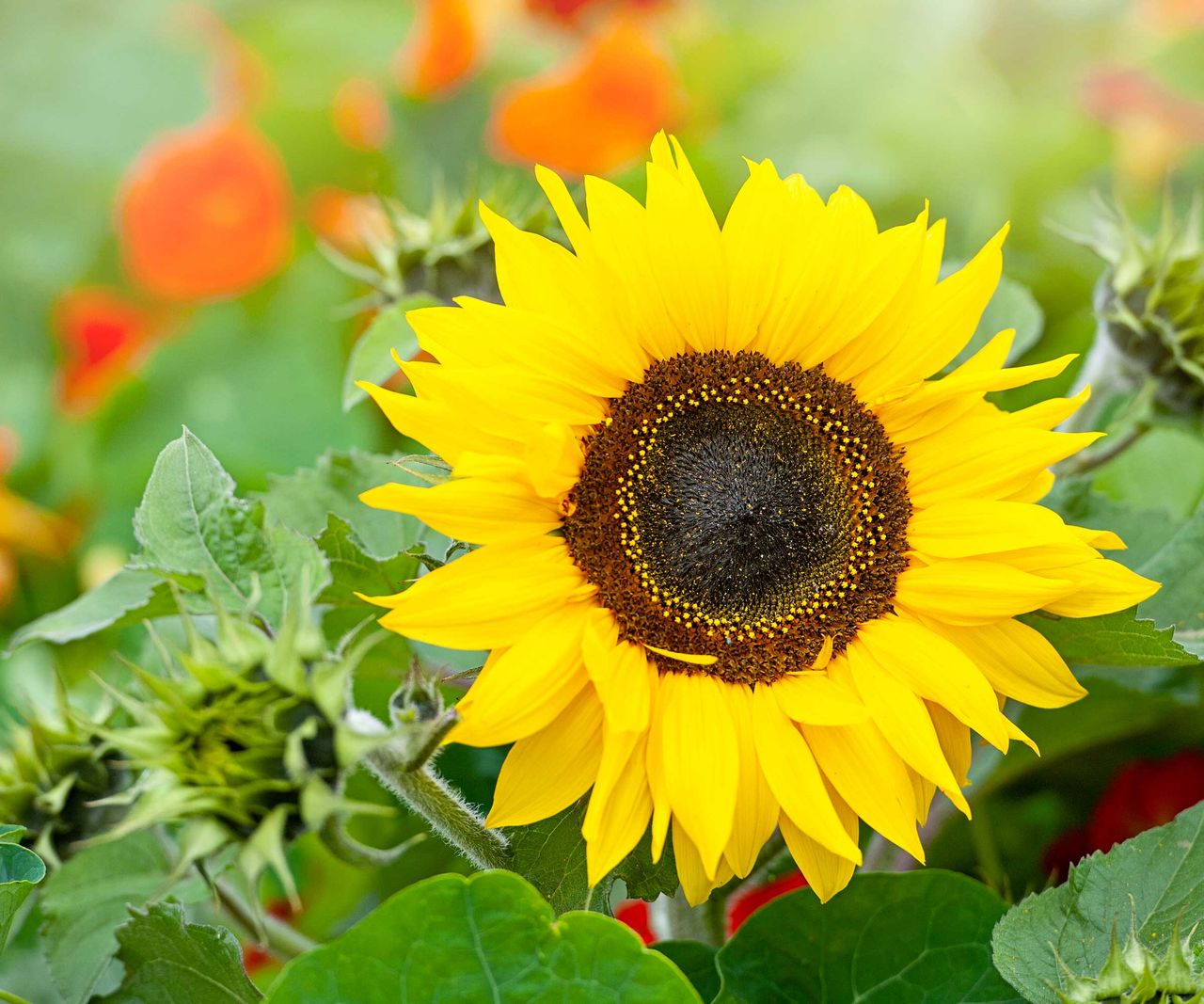 How to grow sunflowers in pots - expert tips for success | Homes and ...