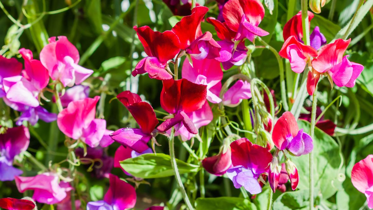 Monty Don shares his secret for growing sweet peas | Gardeningetc