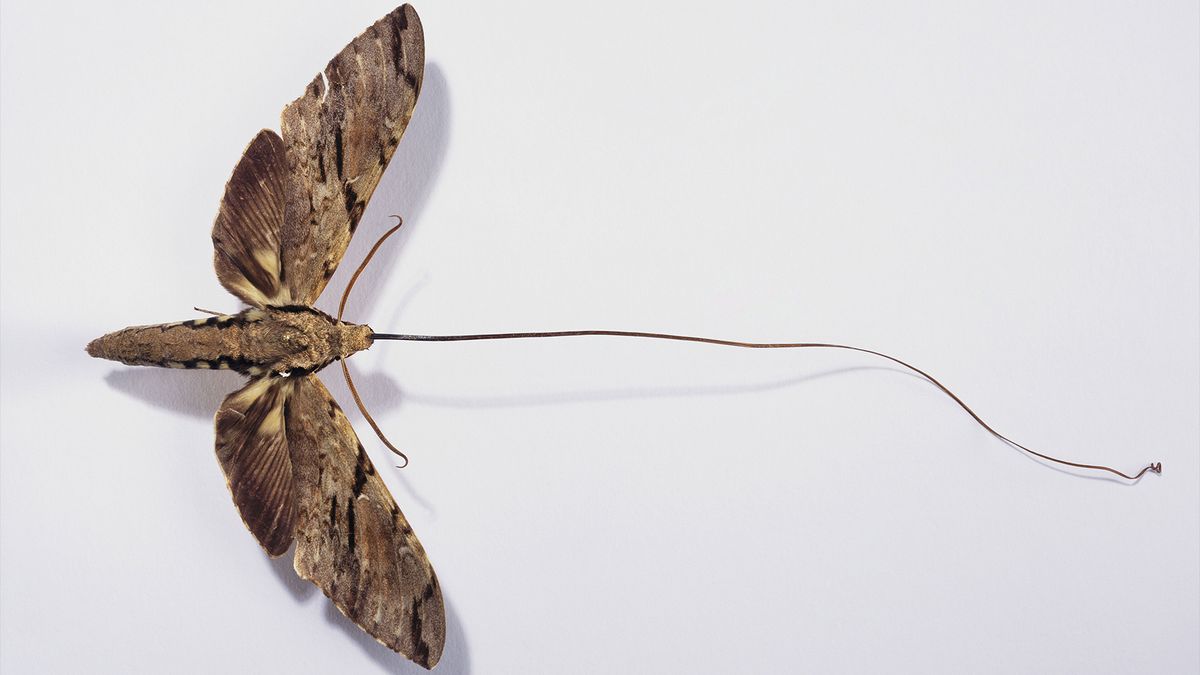 Wallace's sphinx moth: The moth predicted 30 years before it was ...
