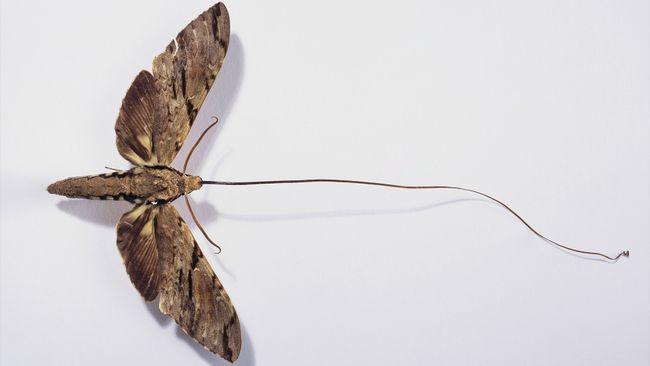 Wallace's sphinx moth: The moth predicted 30 years before it was ...