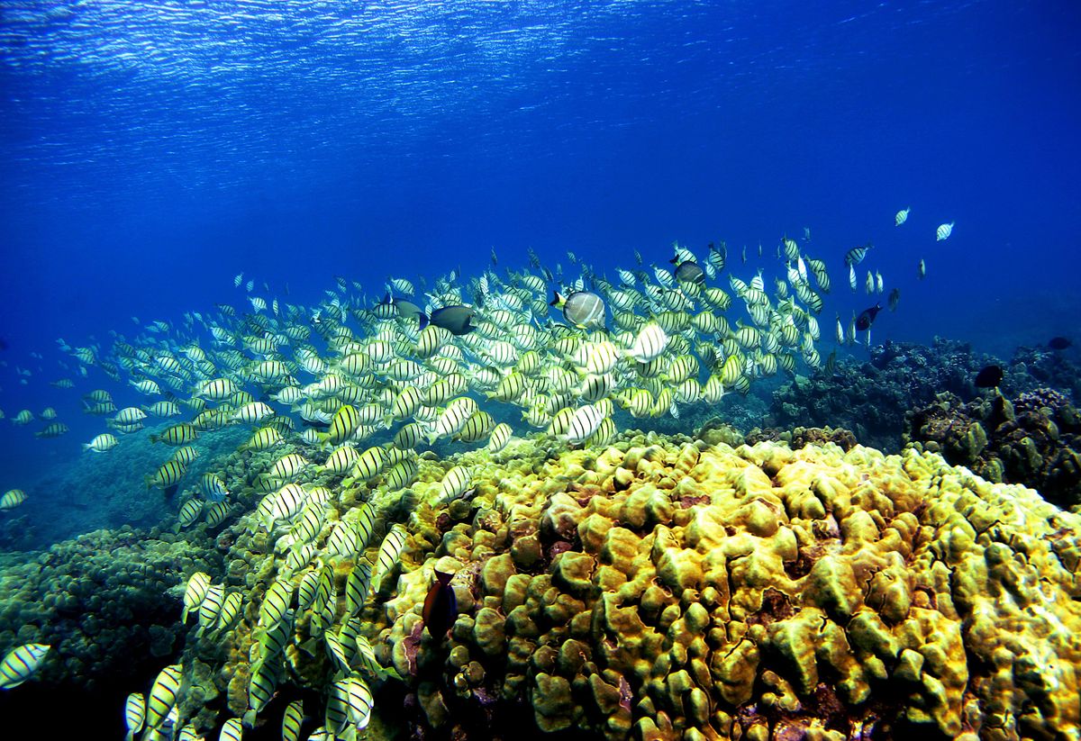 Climate change is harming the Great Barrier Reef faster than expected ...