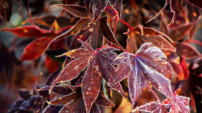 How to protect Japanese maple trees in winter: expert advice | Homes ...