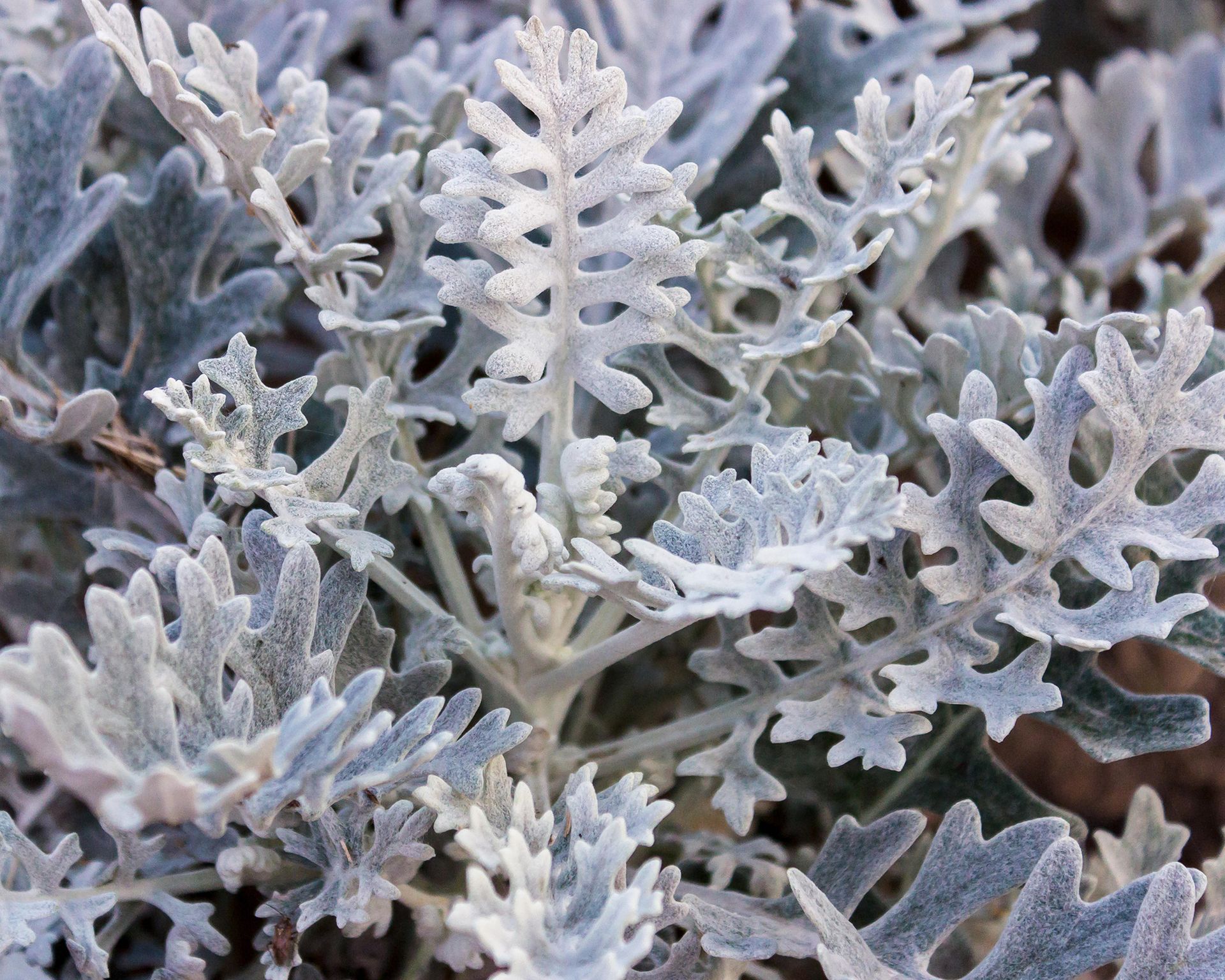 Best plants for small gardens: 22 stunning choices for compact plots ...