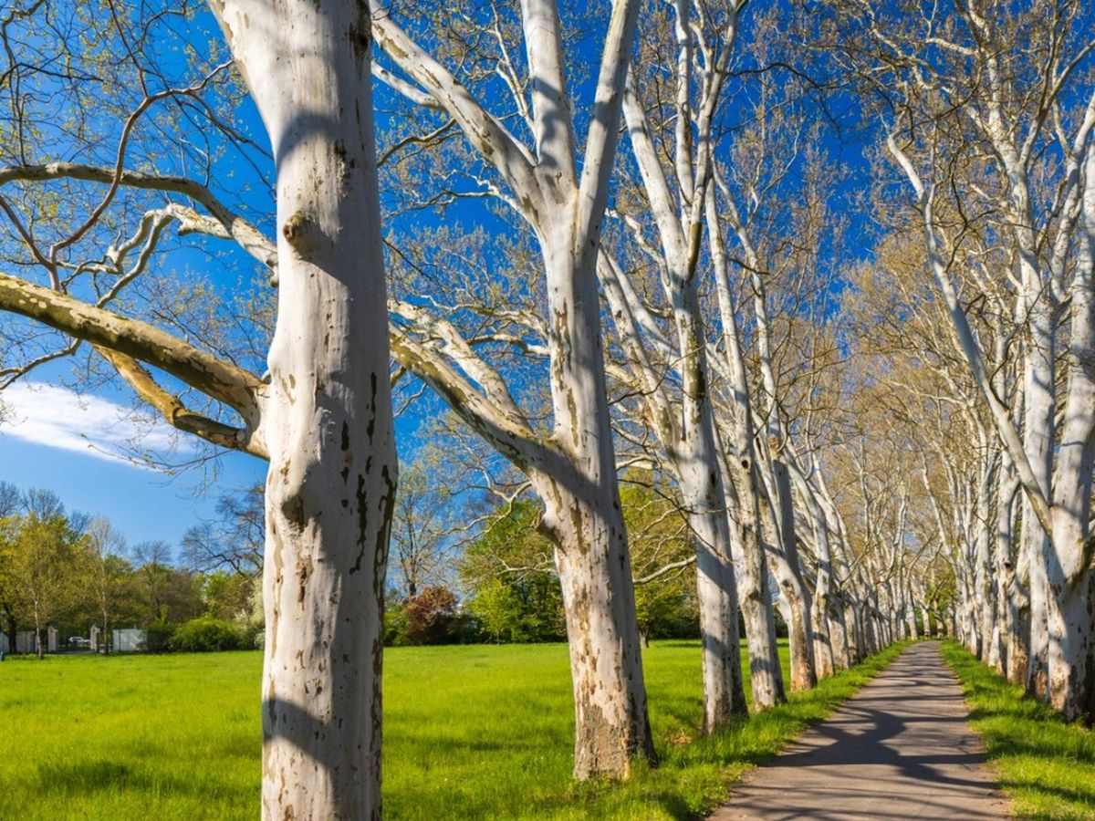 American Sycamore Trees Vs. London Plane Trees | Gardening Know How