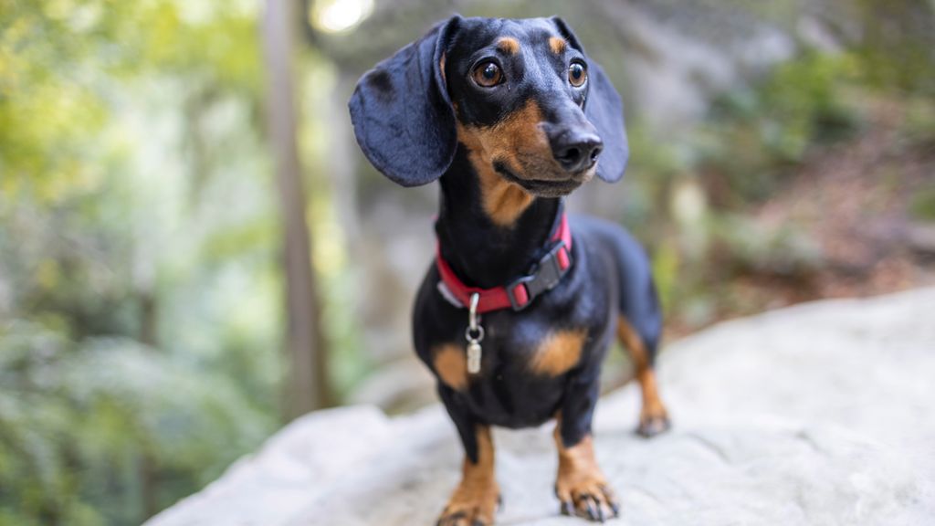 Dachshund: Breed profile, personality and health information | PetsRadar