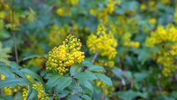 Real mini Christmas tree varieties: 5 tiny alternatives | Homes and Gardens