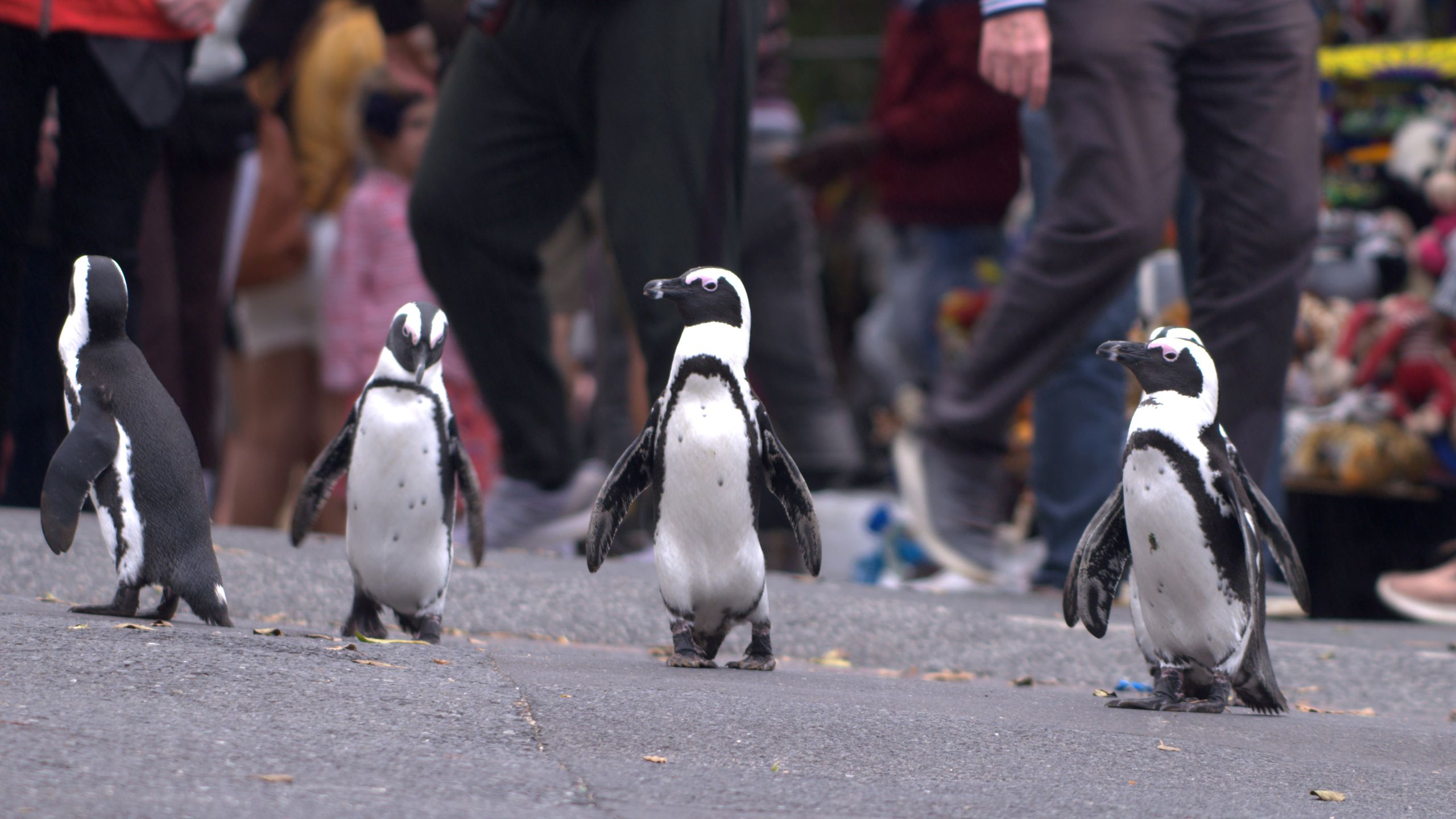 Penguin Town: Netflix release date, trailer, what happens | What to Watch