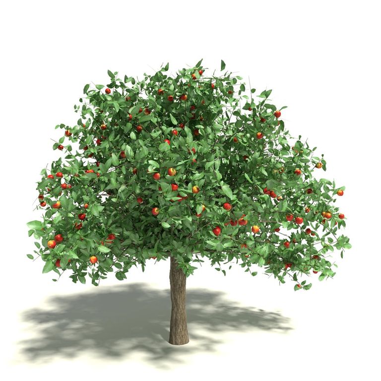 Understanding Fruit Tree Forms: Learn About Common Fruit Tree Shapes ...