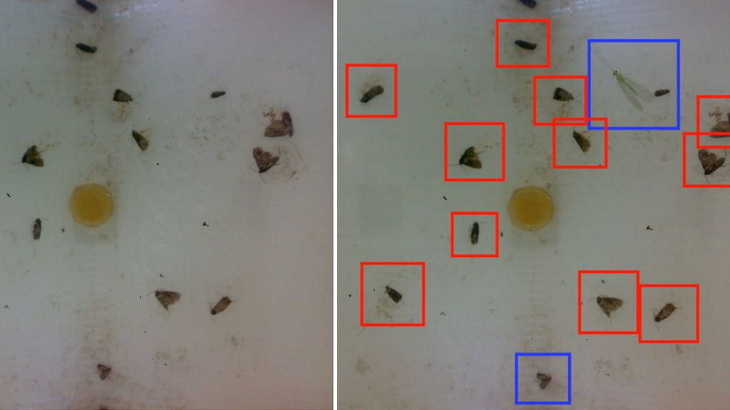 Raspberry Pi Stops Pests from Ravaging Fruit Orchards | Tom's Hardware