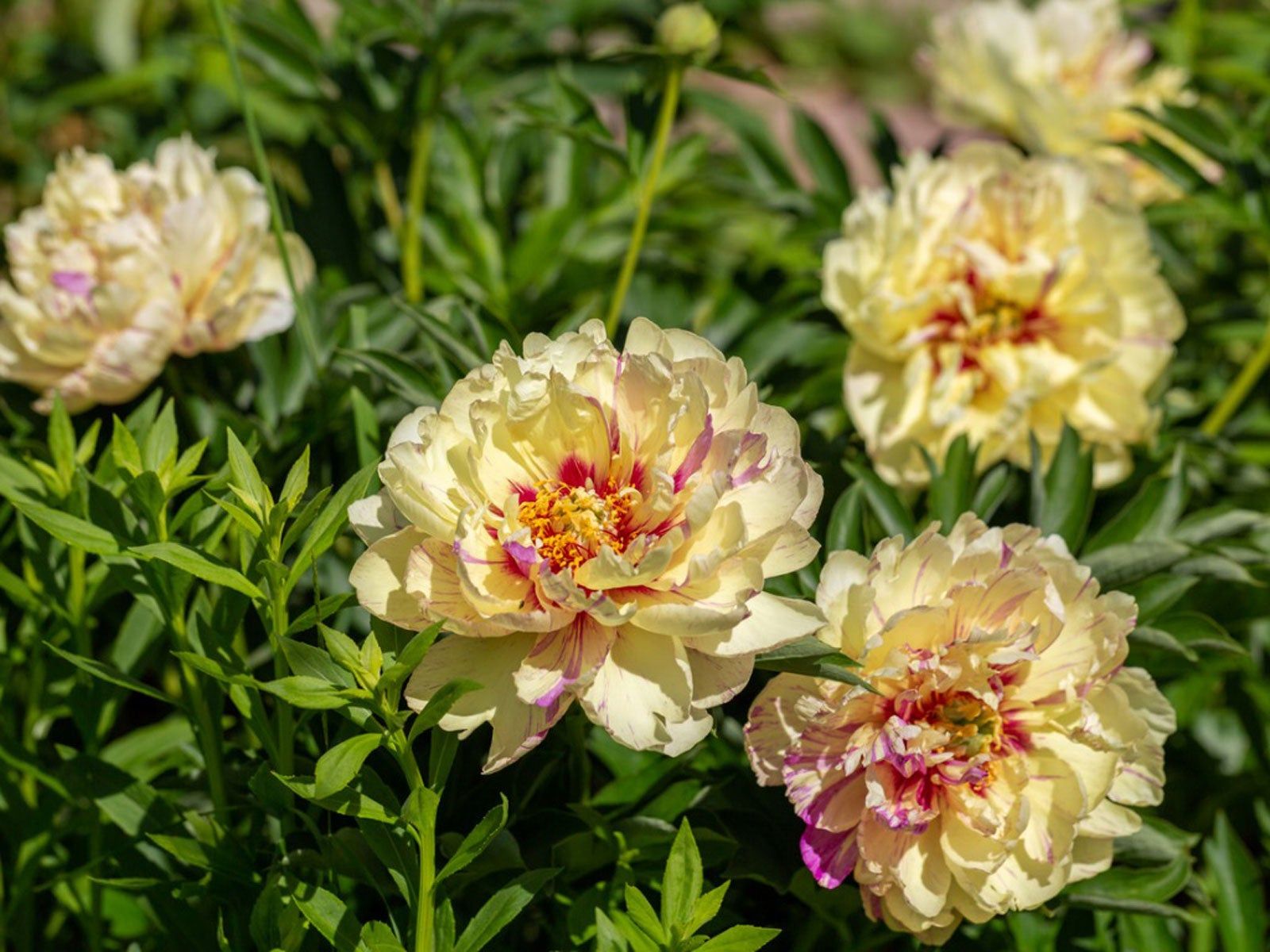 What Are Itoh Peonies: Itoh Peony Information And Care In Gardens ...
