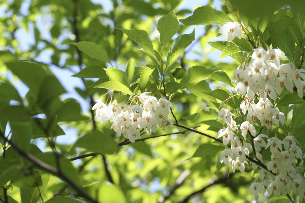 Planting Japanese Snowbell Trees - Caring For A Japanese Snowbell Tree ...
