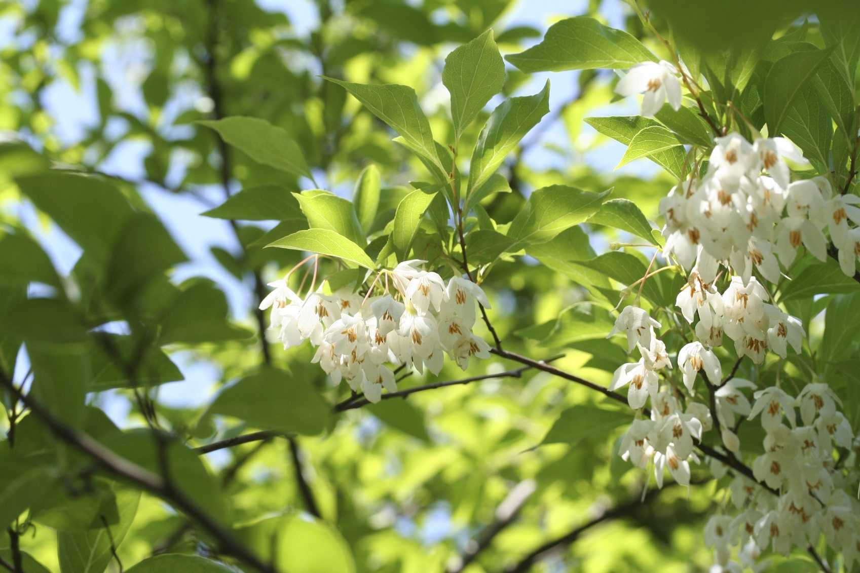 Planting Japanese Snowbell Trees - Caring For A Japanese Snowbell Tree ...