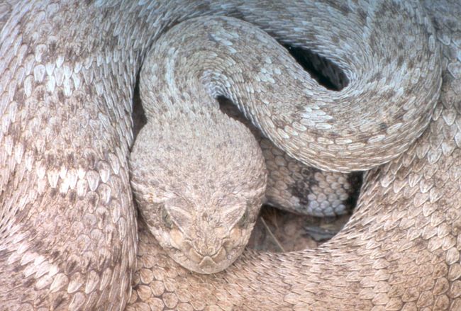 Photos: How to Identify a Western Diamondback Rattlesnake | Live Science