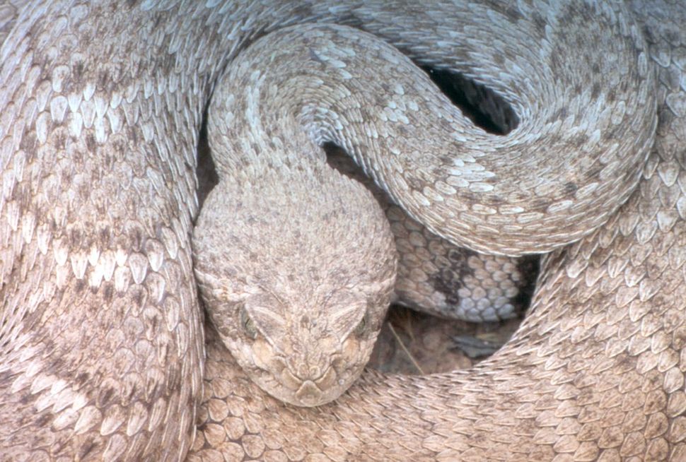 Photos: How to Identify a Western Diamondback Rattlesnake | Live Science
