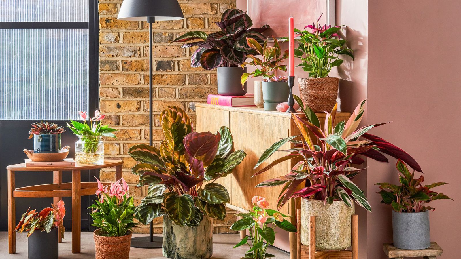 What Were the Most Popular Houseplants in 2025? | Livingetc