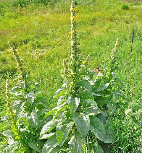 Common Mullein: Stunning Photos of the 'Flannel Leaf' Plant | Live Science
