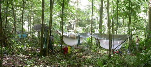 Amazon Photos: Trees That Dominate the Rain Forest | Live Science