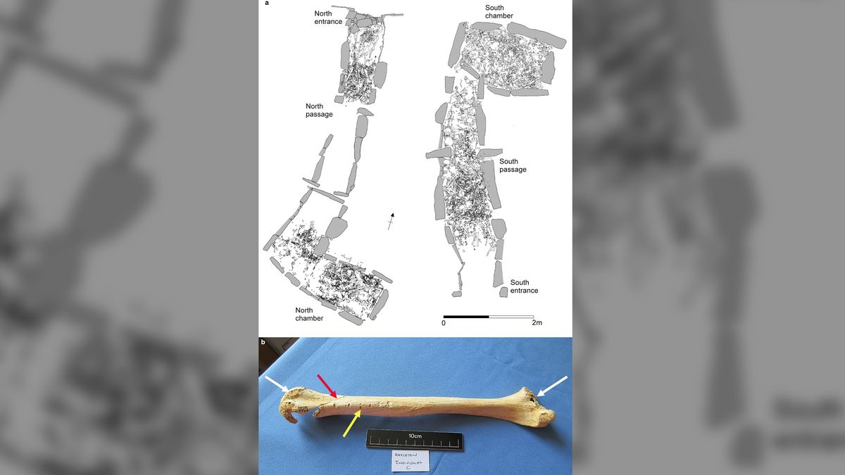 Scientists just reconstructed one of the oldest family trees ever ...