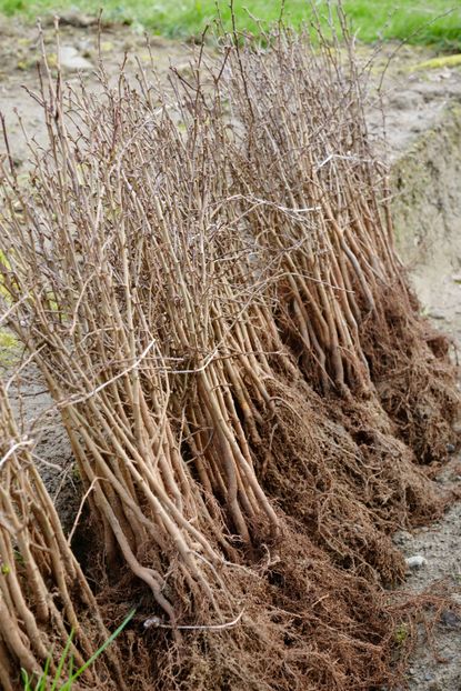 Planting bare root trees: follow our step-by-step guide | Gardeningetc