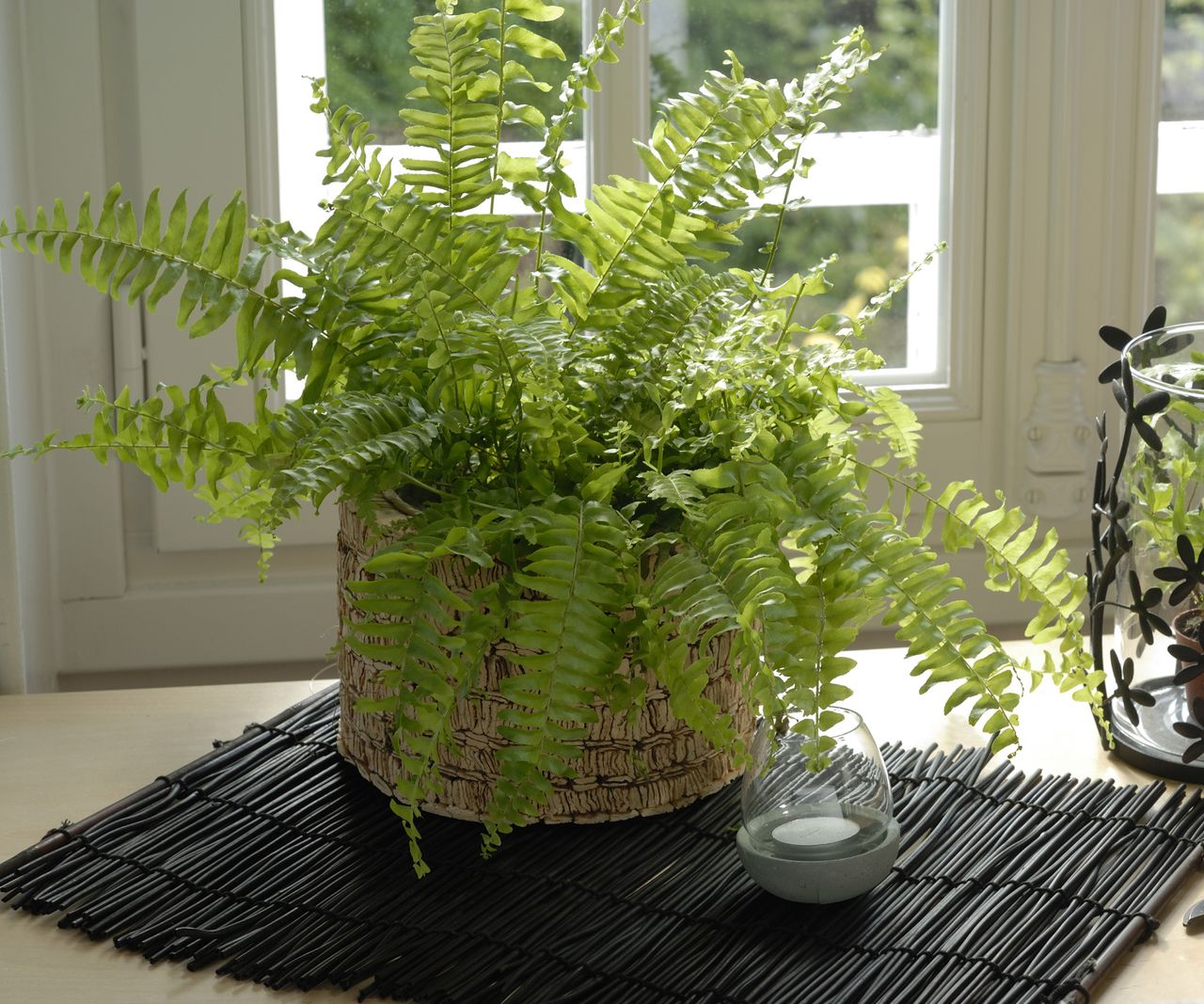 How to propagate a Boston fern: a step-by-step guide | Homes and Gardens