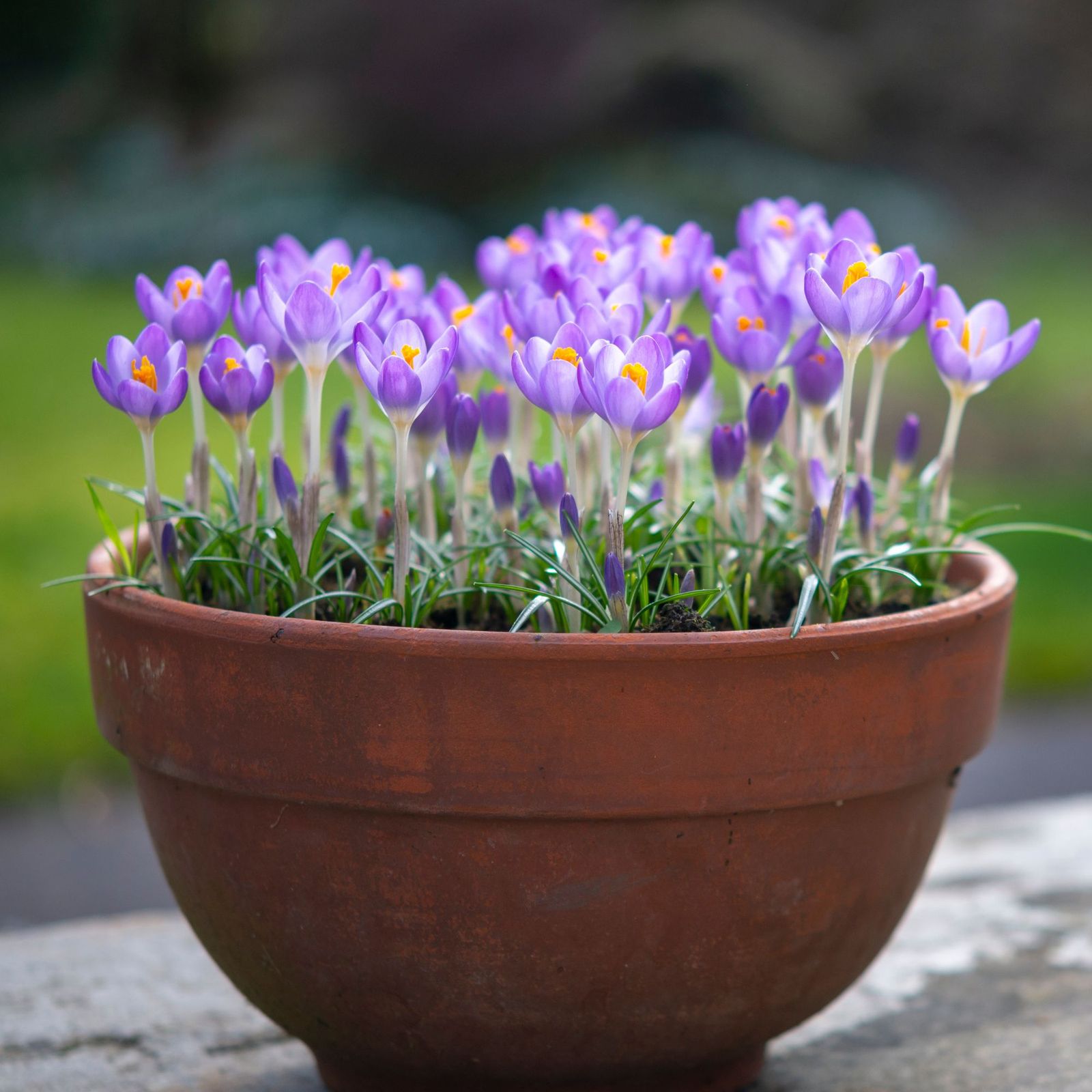 How deep to plant crocus bulbs - the exact depth you need | Ideal Home