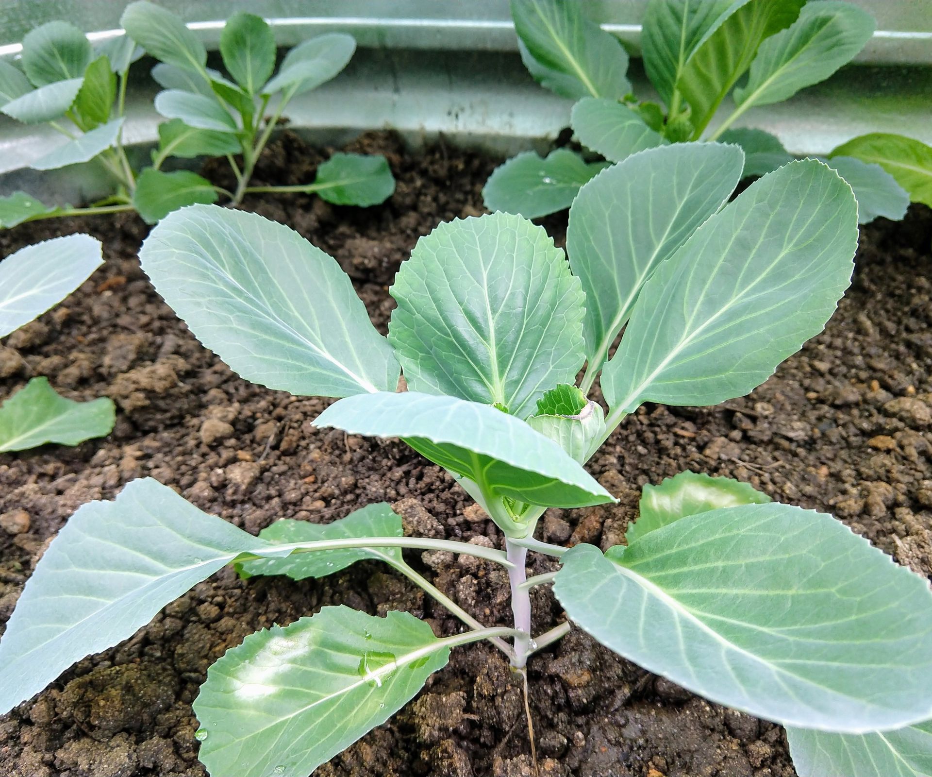 How to grow spring cabbages - expert tips for great crops | Homes and ...