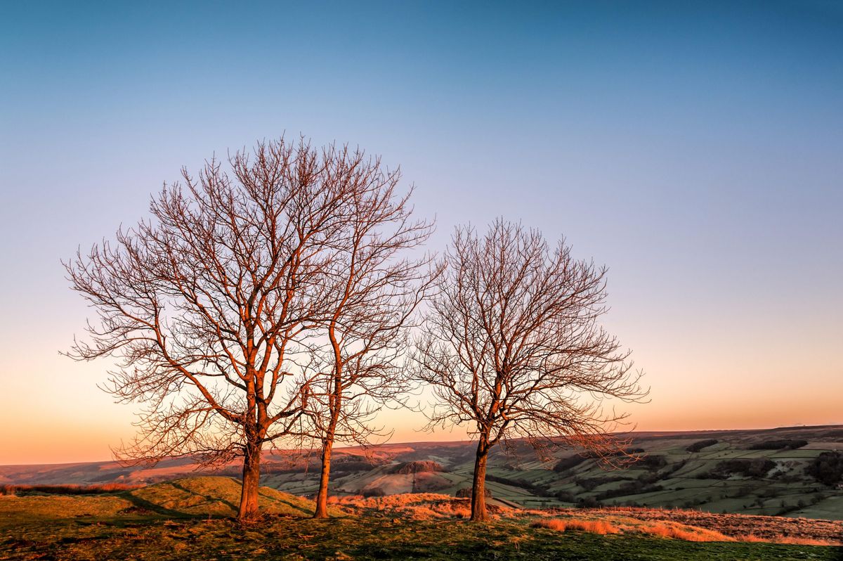 John Lewis-Stempel: On top of the mirey, merey moor, in the heart of ...