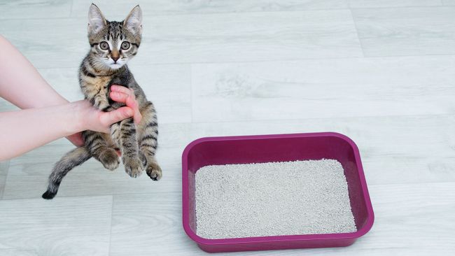 32 ways to raise a happy and healthy kitten | PetsRadar