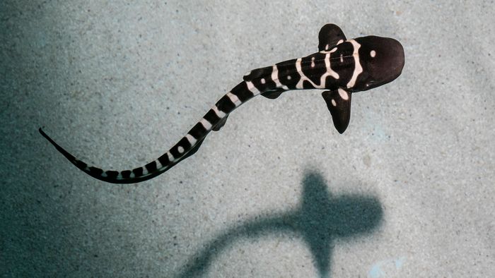 Female zebra shark opts for 'virgin birth' even when sharing a tank ...