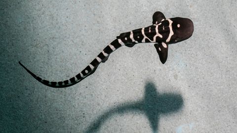 Female zebra shark opts for 'virgin birth' even when sharing a tank ...