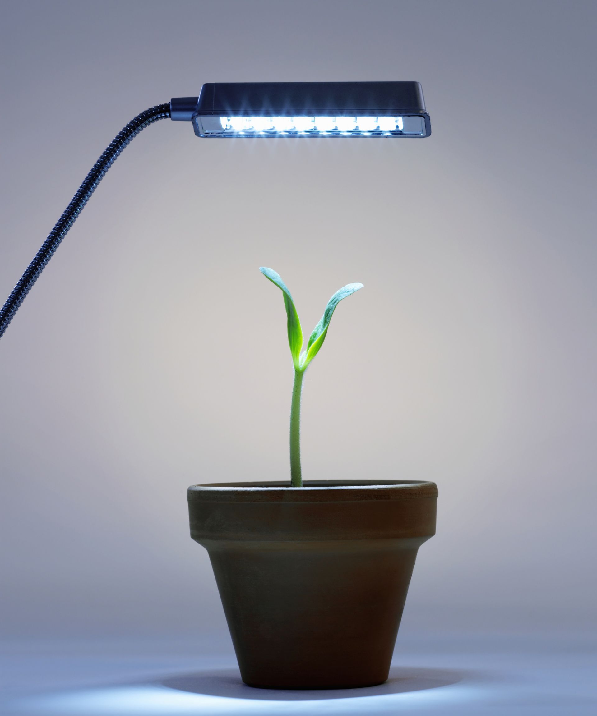 When to use grow lights and how long to use grow lights | Homes and Gardens