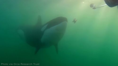How Much of the Ocean is Whale Pee (and Worse)? | Live Science