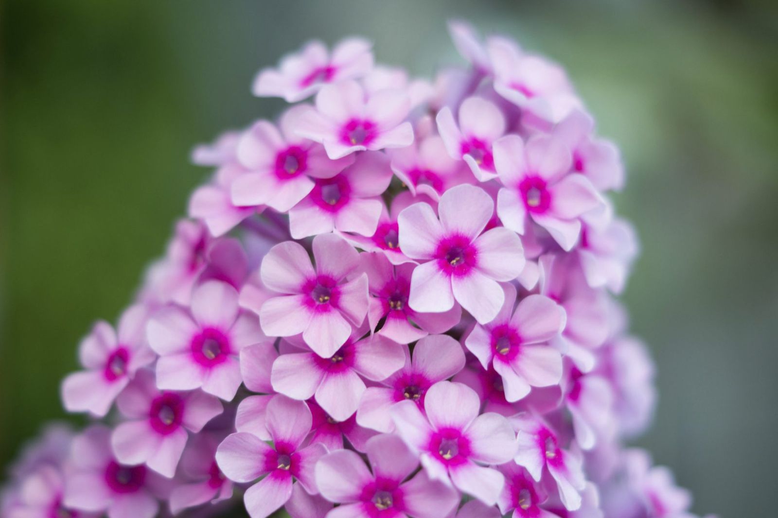 Info On Garden Phlox - Growing Hardy Garden Phlox | Gardening Know How