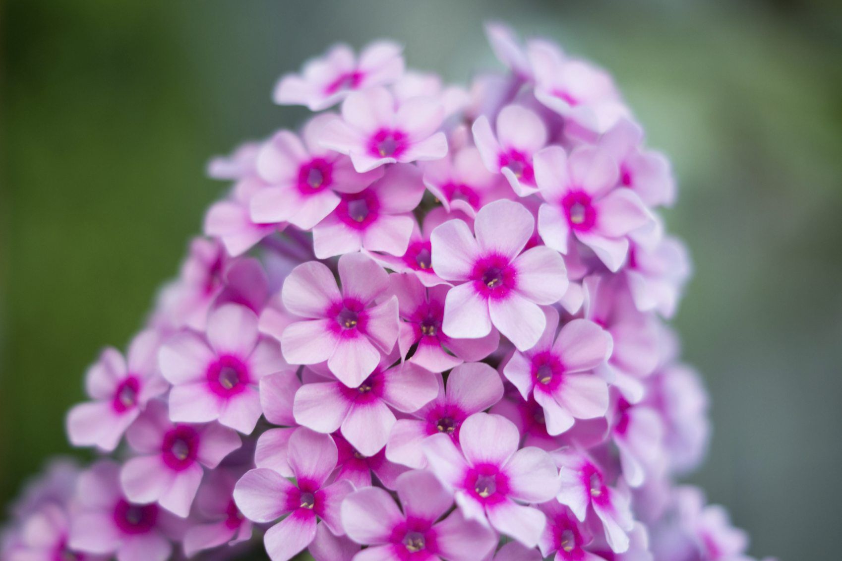Info On Garden Phlox - Growing Hardy Garden Phlox | Gardening Know How