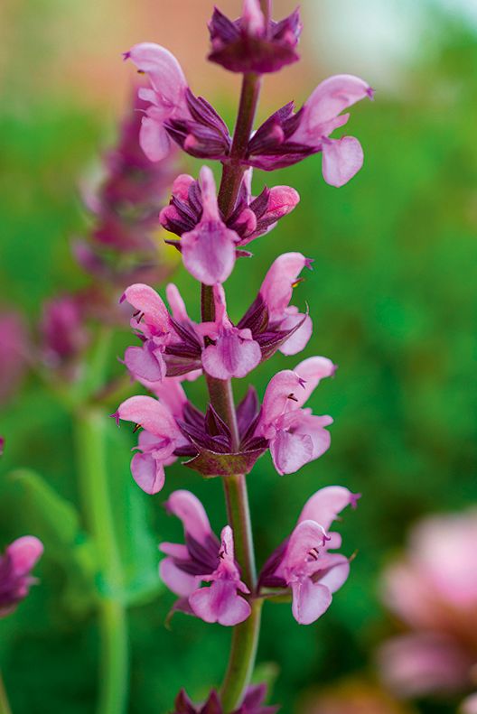Monty Don's favourite salvias – and how to grow them in your garden ...