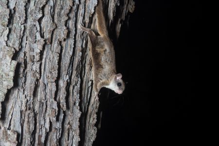 Amazing photos of nocturnal animals | Live Science
