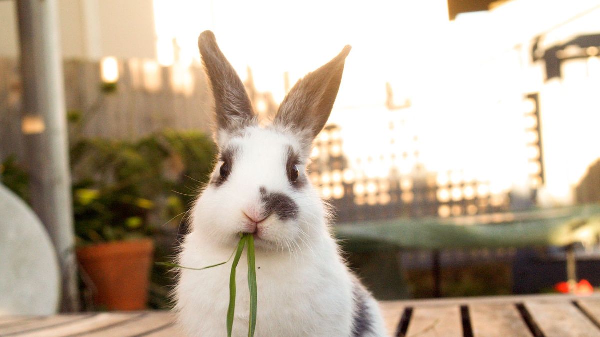 32 facts about rabbits that might surprise you | PetsRadar